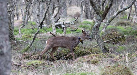 TickSolve Deer Capture | TickSolve